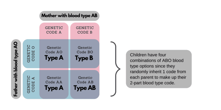 Genetic blood type explained - Carter BloodCare